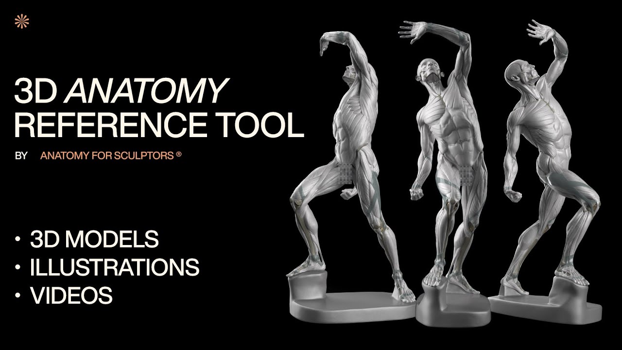 3D Models for Artists on Reference Tool | by Anatomy For Sculptors