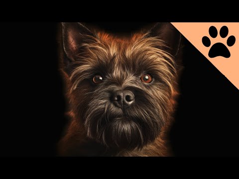 All about the Cairn Terrier