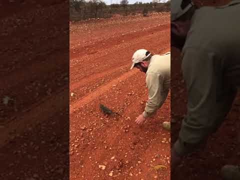 Wild Beardie Running