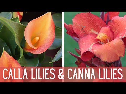 Growing Calla Lilies & Canna Lilies 🌺🌺🌺 || Summer Blooming Bulbs || Cut Flower Garden Zone 8a