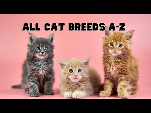 All Cat Breeds A to Z
