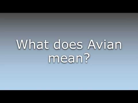 What does Avian mean?