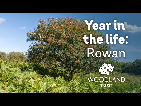 A Year in the Life of a Rowan Tree | Woodland Trust