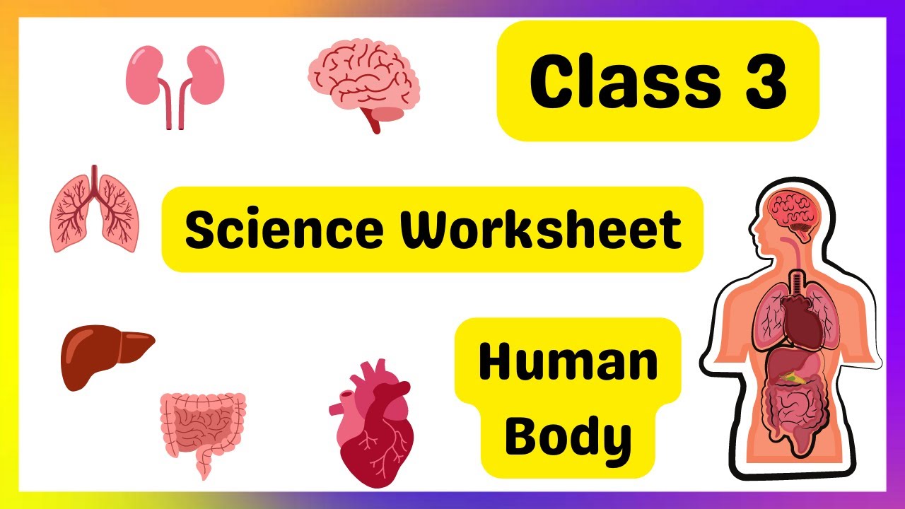 Class 3 Science Worksheet on Human Body | Class 3 Worksheet | Class 3 EVS Worksheet | Class 3