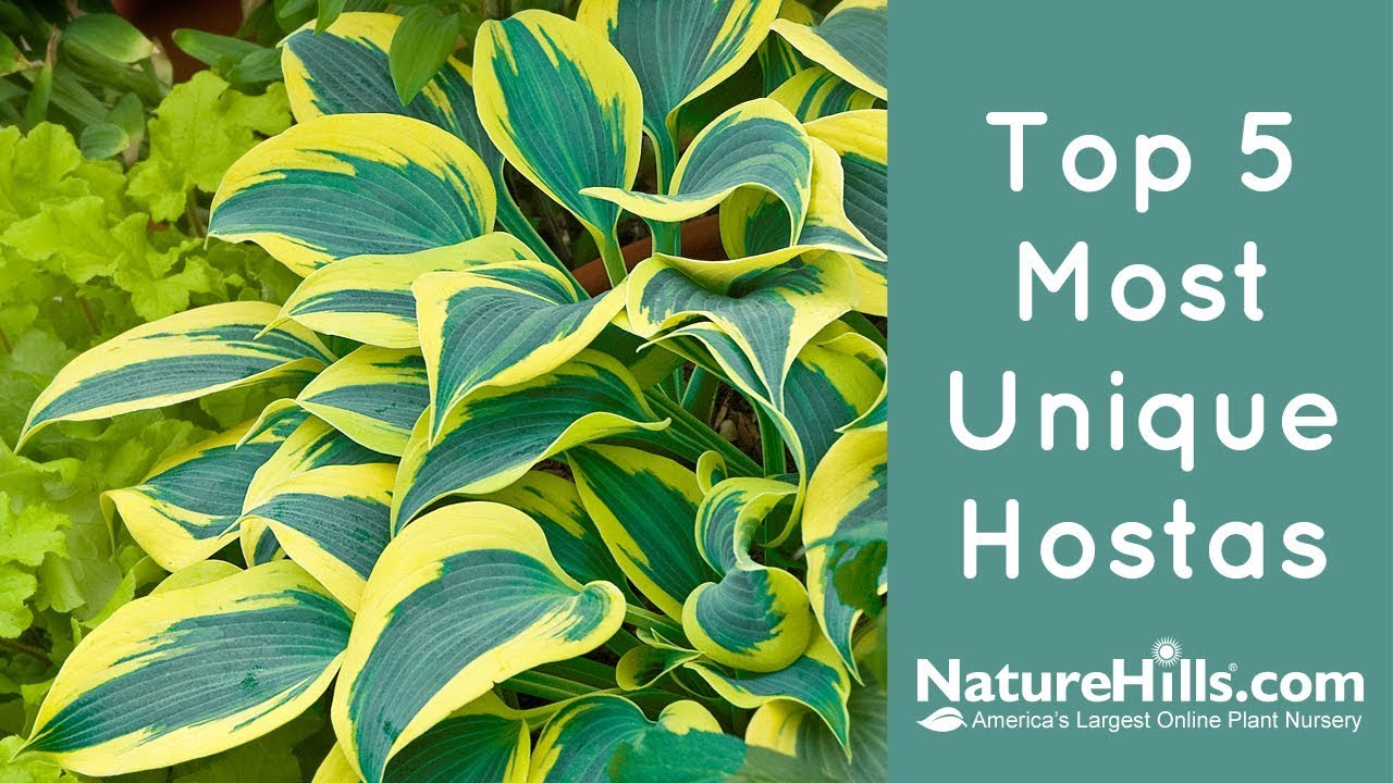 Top 5 Most Unique Hostas | NatureHills.com
