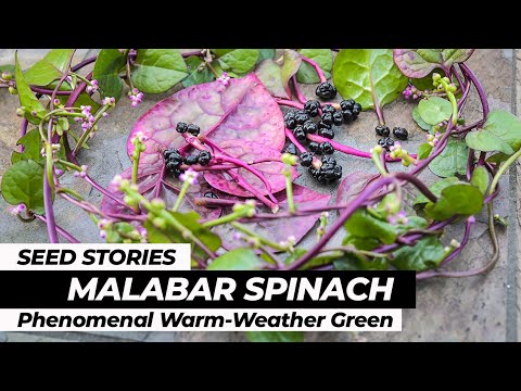 Malabar Spinach: Phenomenal Warm-Weather Green!