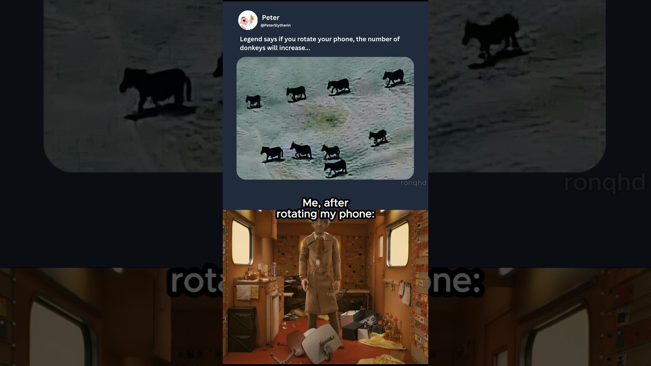 how many donkey did you see?