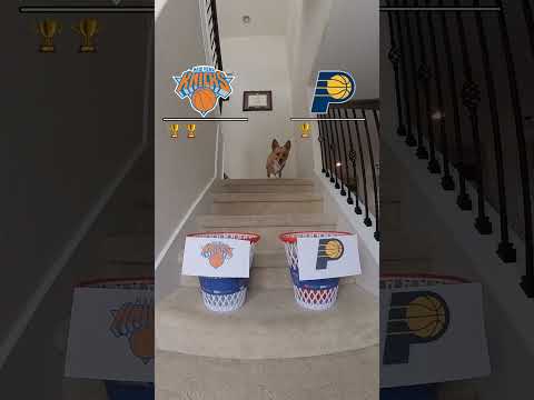 Air Corgi is here to predict the winner of Pacers-Knicks 🔥 | Yahoo Sports #nbaplayoffs