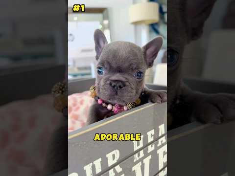 Top 5 Most Expensive Dog Breeds 2024