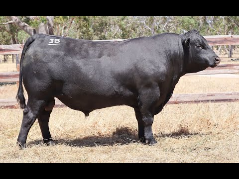 JB ANGUS BULL SALE - Auction 618 | AuctionsPlus