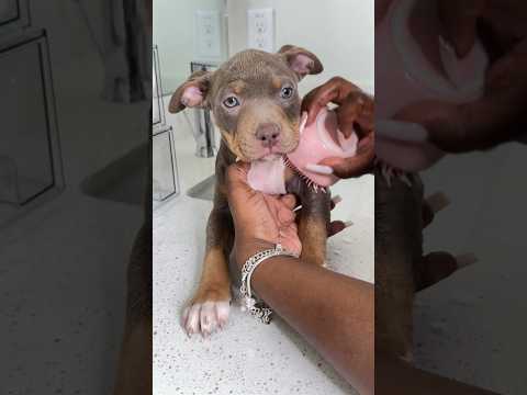 Puppy First Bath ASMR #viral #asmr #puppy #dogbath