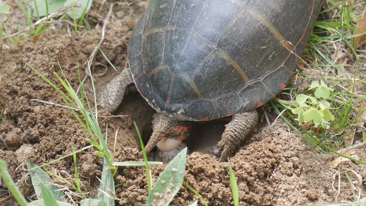 Eastern Painted Turtle Laying Eggs