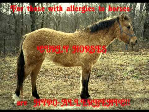 Three Feathers Native Curly Horses
