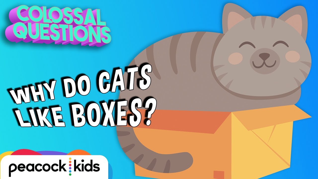 Why Do Cats Like Boxes? | COLOSSAL QUESTIONS