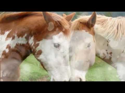 Immortal Dawn ~ Mike Rowland ~ Animal Love of the World | Veraiconica's ...