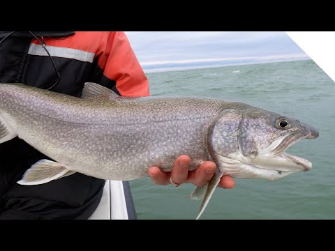 Windy water lake trout