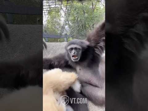 Black Monkey Tries to Show Off But His Wife Calls Him Out! ππ