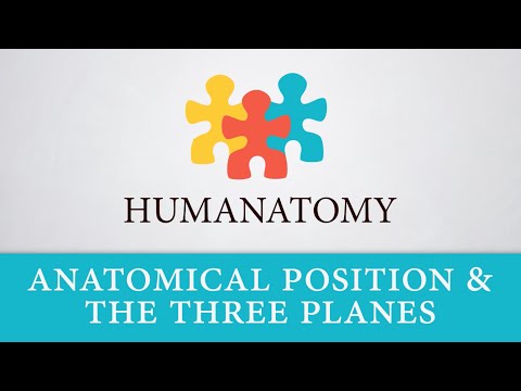 Anatomical Position and The Three Planes