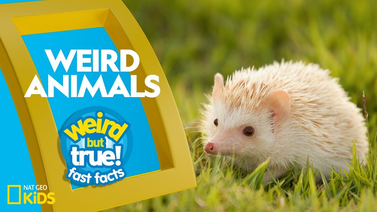Weird Animals | Weird But True!—Fast Facts