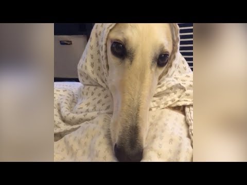 FUNNY BORZOI DOG - VINE COMPILATION