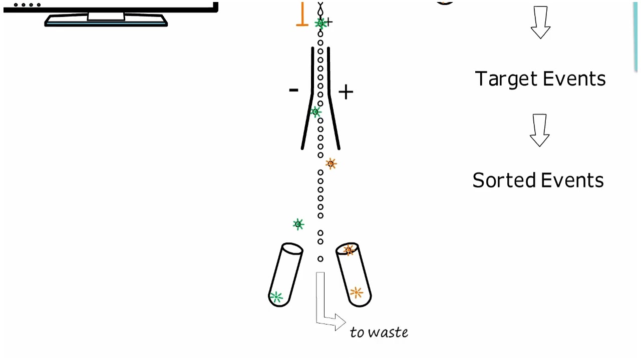 Cell Sorting Overview Video