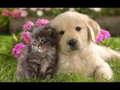 Dionne Warwick and Friends - THAT`S WHAT FRIENDS ARE FOR - Lyrics