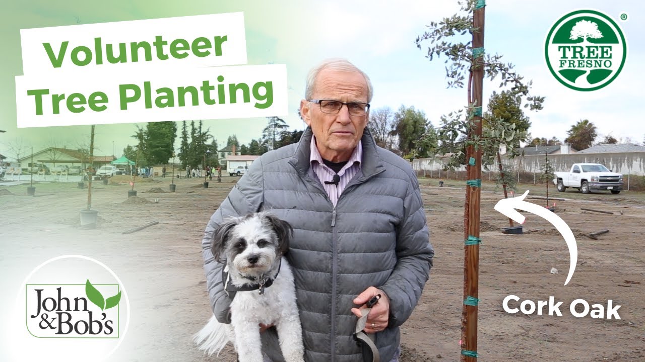 Volunteer Tree Planting | Create A Better Community With Trees (Tree Fresno)