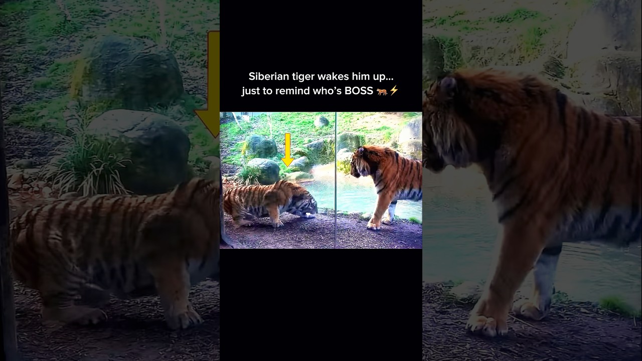 Siberian Tiger Dominates: He’s the BOSS