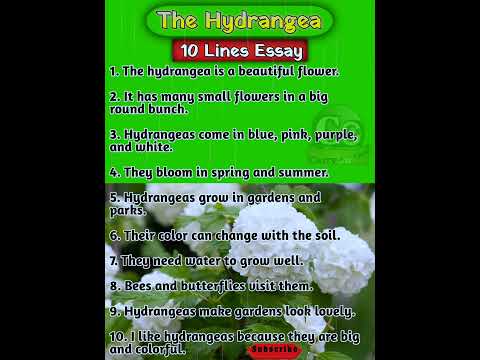 10 Lines Essay on The Hydrangea in English | Essay on Hydrangea flower @CarryOn-360