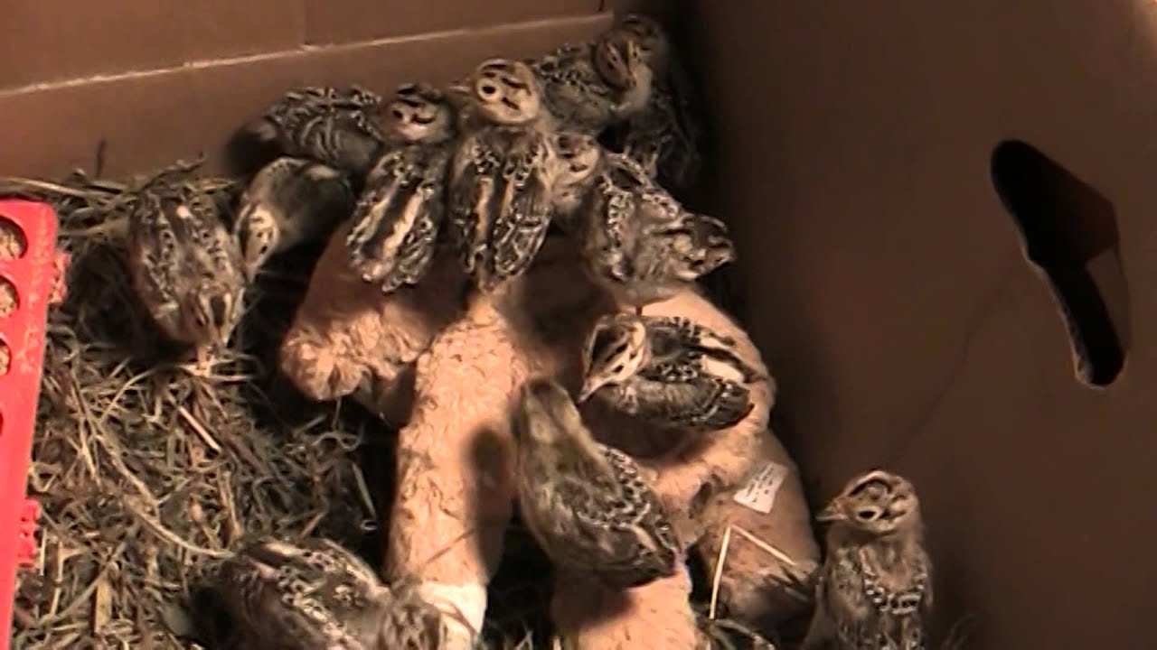 Ringneck Pheasants: 2 Week Old Chicks