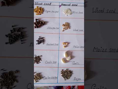 Dicot and monocot seed 😱 #shorts # viralshorts