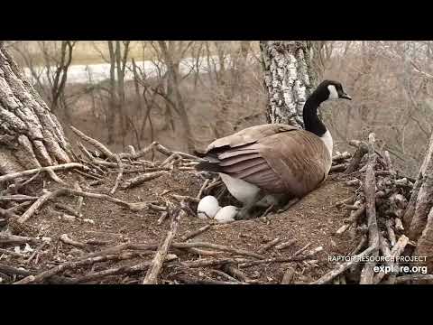 DN Geese.  And just like that there is egg #4!    Explore.org.  3/28/22