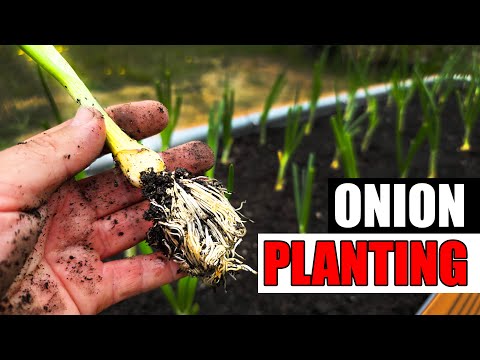 8 Tips Menanam Bawang