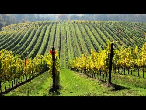 LIVE: A Sustainable Program for Wine Growers and Wineries