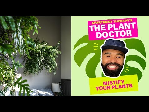 Mistify Your Plants | The Plant Doctor | Apartment Therapy