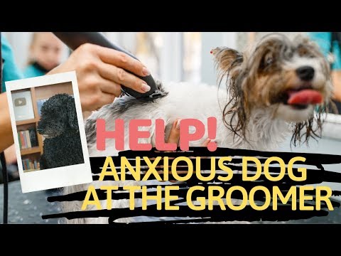 Dog Grooming Anxiety: Holistic Remedies