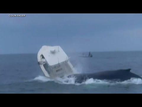 Whale surfaces, capsizes fishing boat