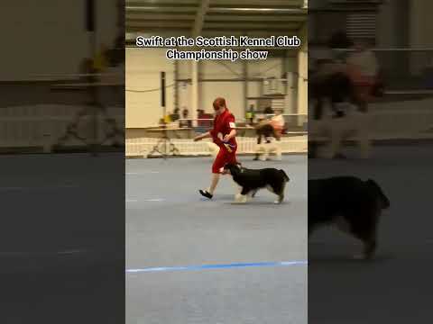 Swift my Australian Shepherd in the Special Beginners group at SKC dog show, Edinburgh