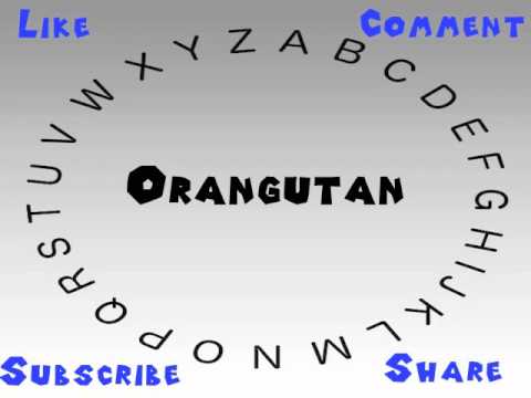 How to Say or Pronounce Orangutan