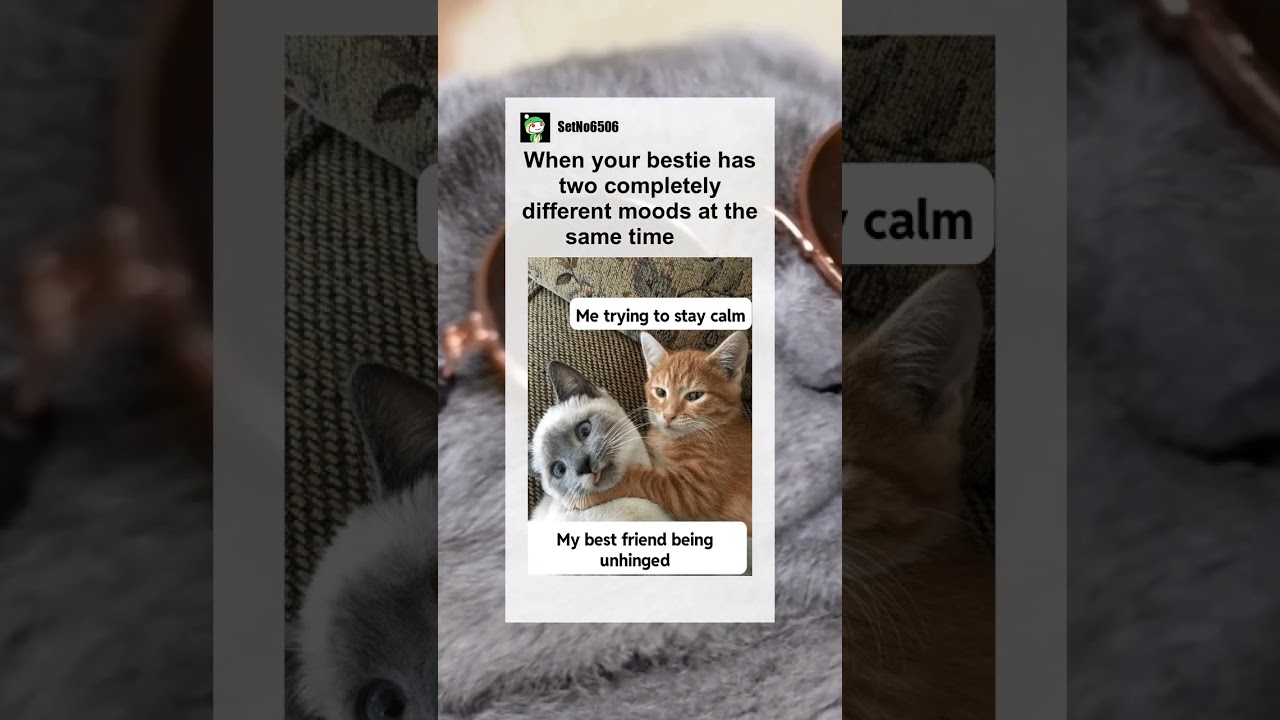 When your bestie has two completely different moods at the same time 😂🐾 #memes #meme #memesdaily