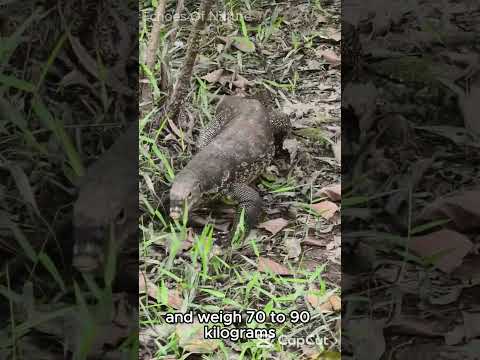 Komodo or Just a Lizard? Most People Get This WRONG! #KomodoDragon #MonitorLizard #ReptileFacts