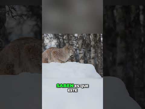 Lince Boreal: Secretos Fascinantes de un Cazador Sigiloso