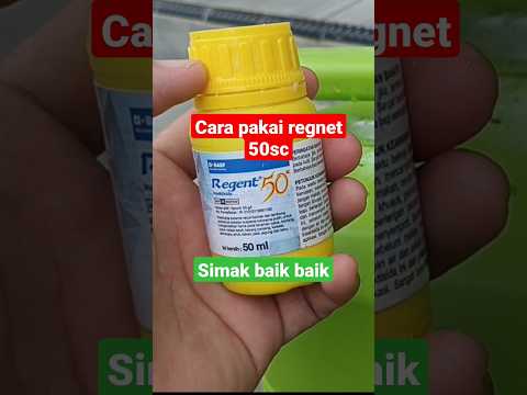 CARA PAKAI REGENT 50sc - GAMPANG CARANYA #shorts