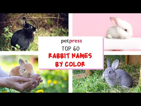 Top 60 Rabbit Names By Color - Names White, Black, Grey, and Brown Rabbits!