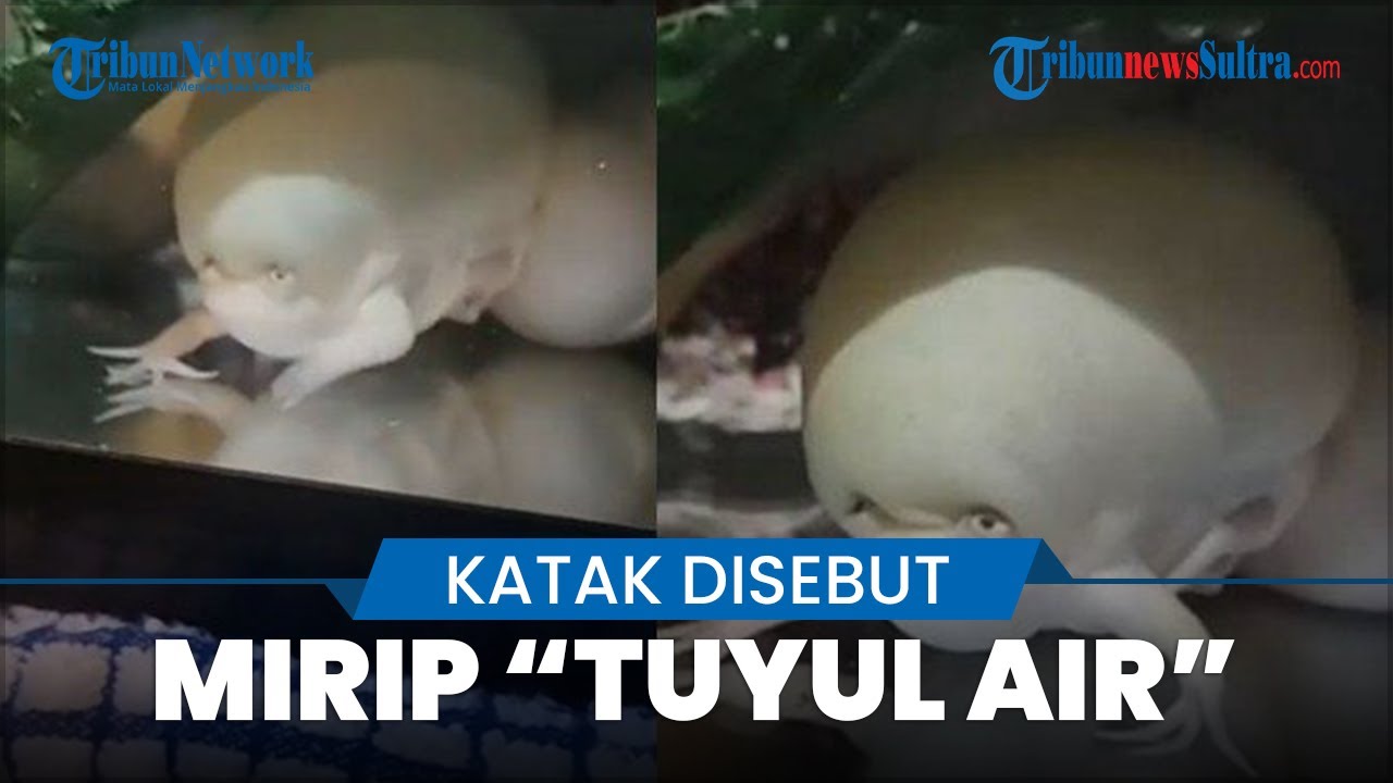 Video Viral Katak Disebut Mirip "Tuyul Air", - Tribun Video