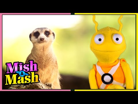 Safari Planet 🚀 Fun Puppet Explorers 🚀 Mish and Mash 🚀