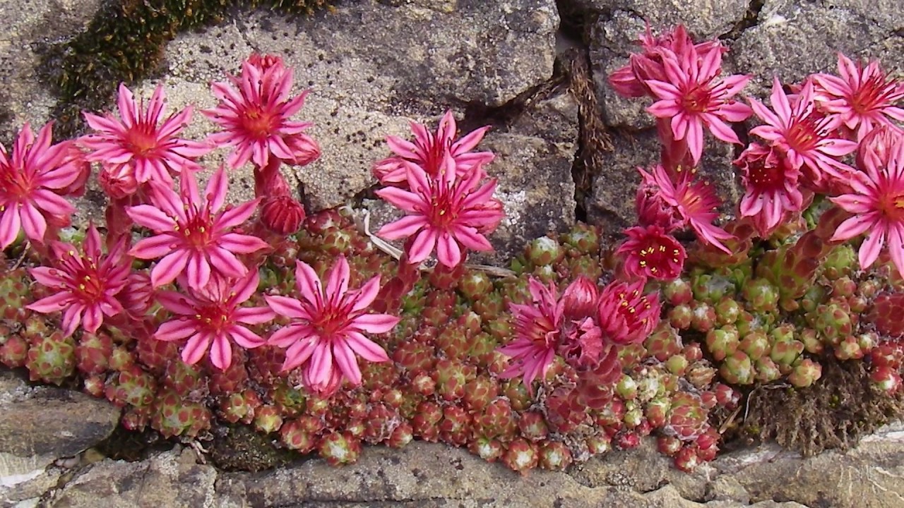 Biotic interactions, environmental filters & dispersal limitation drives species co‐occurrence