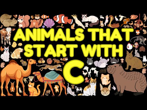 22 Animals That Start with C 🐱🐊 | Fun Animal Names for Kids | Eager Minds Academy