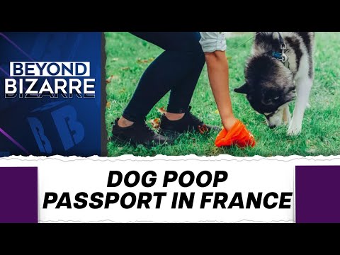 Town in France Has a Dog Poop Problem, So Dogs Will Get DNA passports | Beyond Bizarre