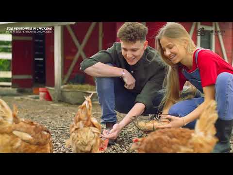 Egg Peritonitis in Chickens: An Urgent Guide to Diagnosis and Treatment!